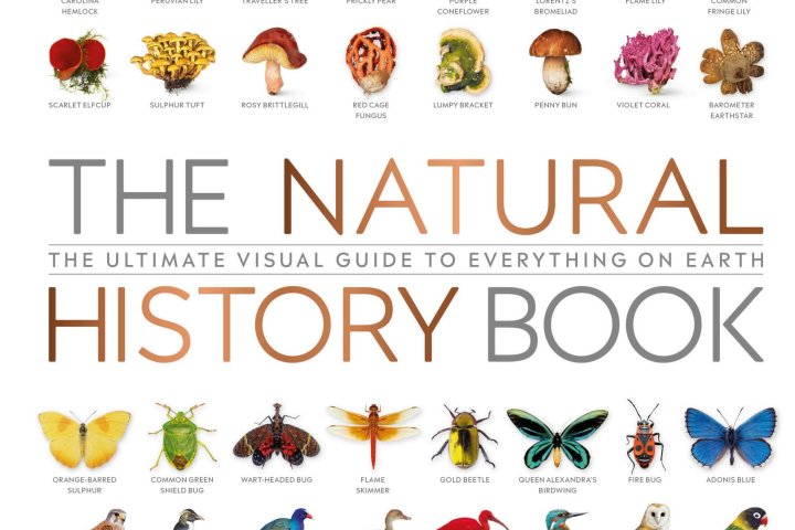 DK自然史科普知识英文绘本The Natural History Book 电子版PDF 百度云网盘下载 | 咿呀启蒙yiyaqimeng.com